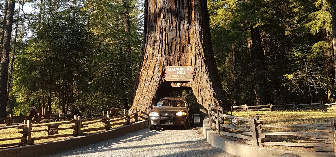 Redwood National Park Your Guide To America