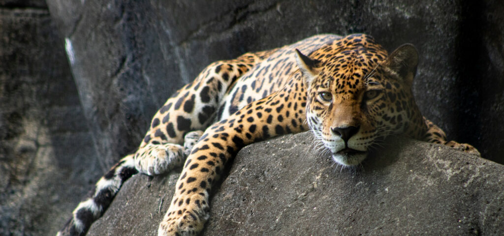 Memphis Zoo • Your Guide to America